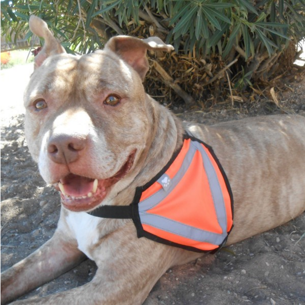 Reflective Safety Vest - Large Size Breeds – Shop Rayco | Rayco ...